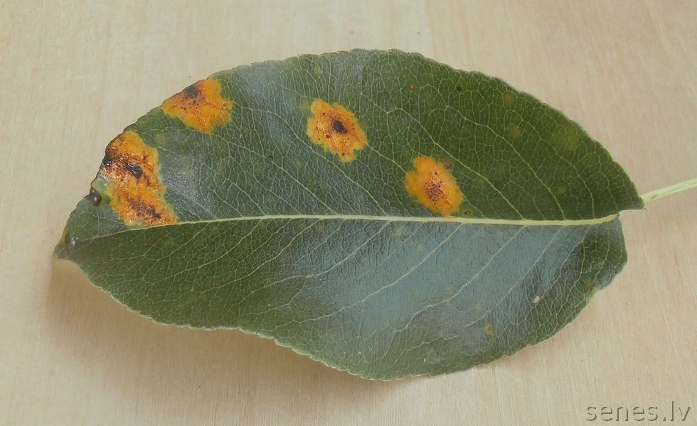 Latvijas sēnes - bumbieru-kadiķu rūsa