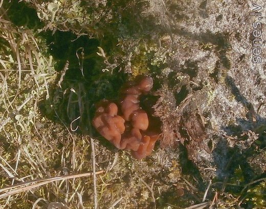 Latvijas sēnes - parastā bisīte